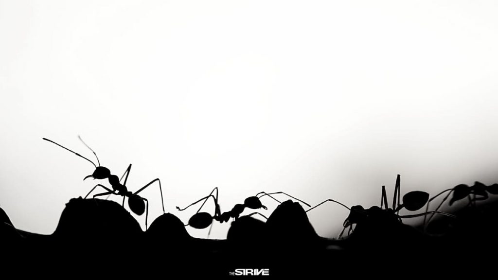 5 Success Lessons To Learn From Ants- The STRIVE
